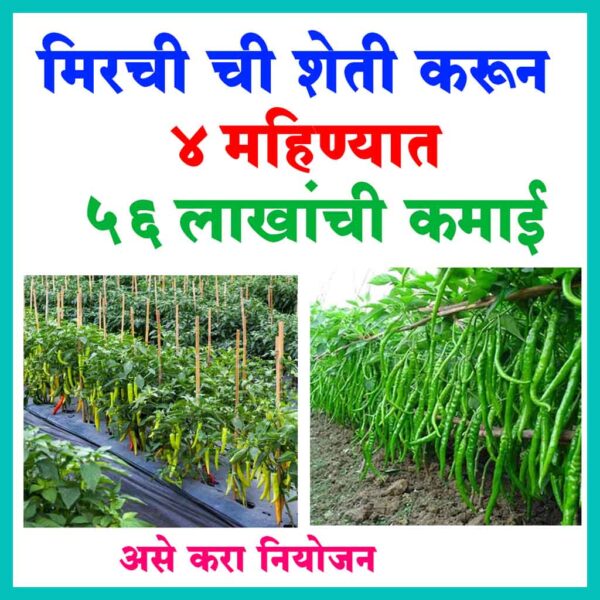 Chilli Farming Techniques 2023 : मिरची विकून व शेतकऱ्यानं ४ महिन्यांत ...